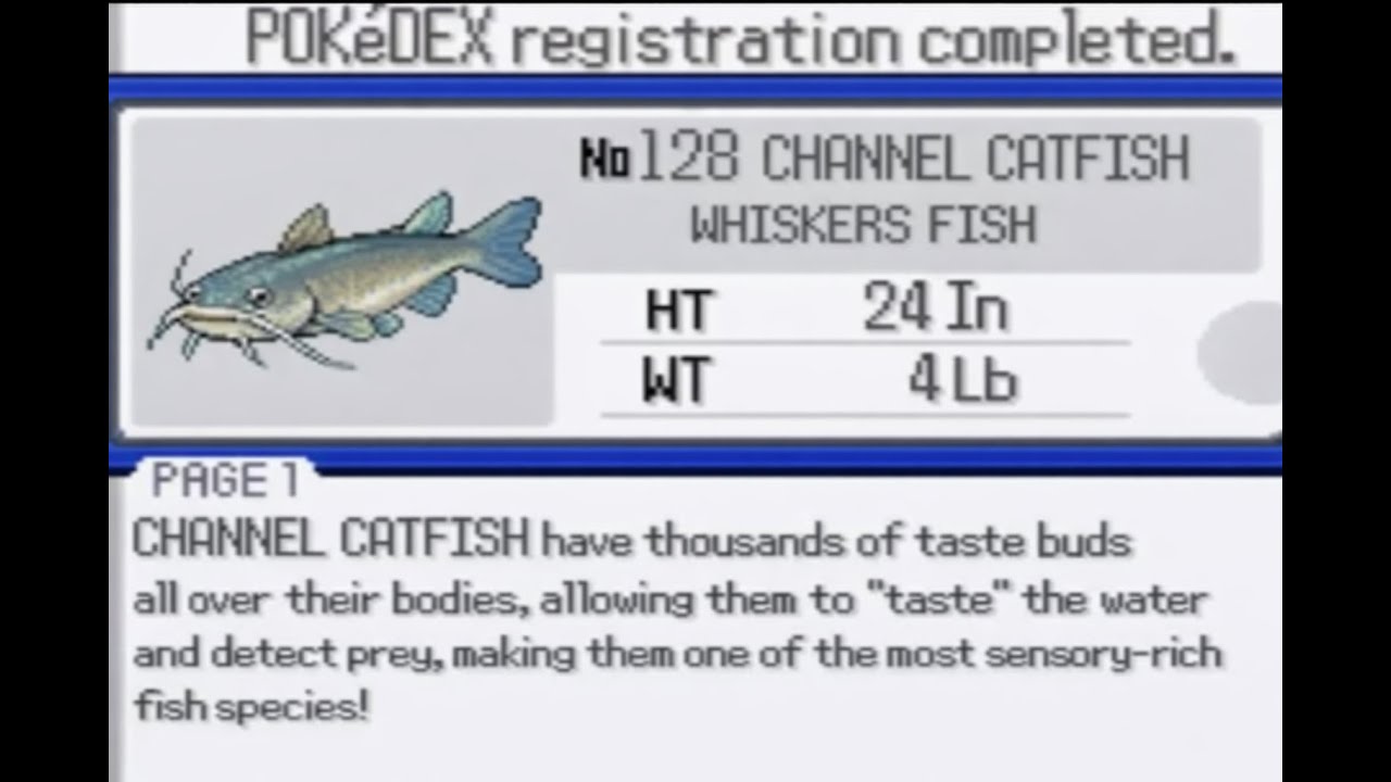 Catching a Sick Channel Catfish but it's a Pokémon Battle !!! - YouTube