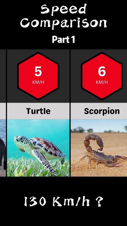 Speed Comparison | Part 1 #comparison #speed #redside #animals # ...