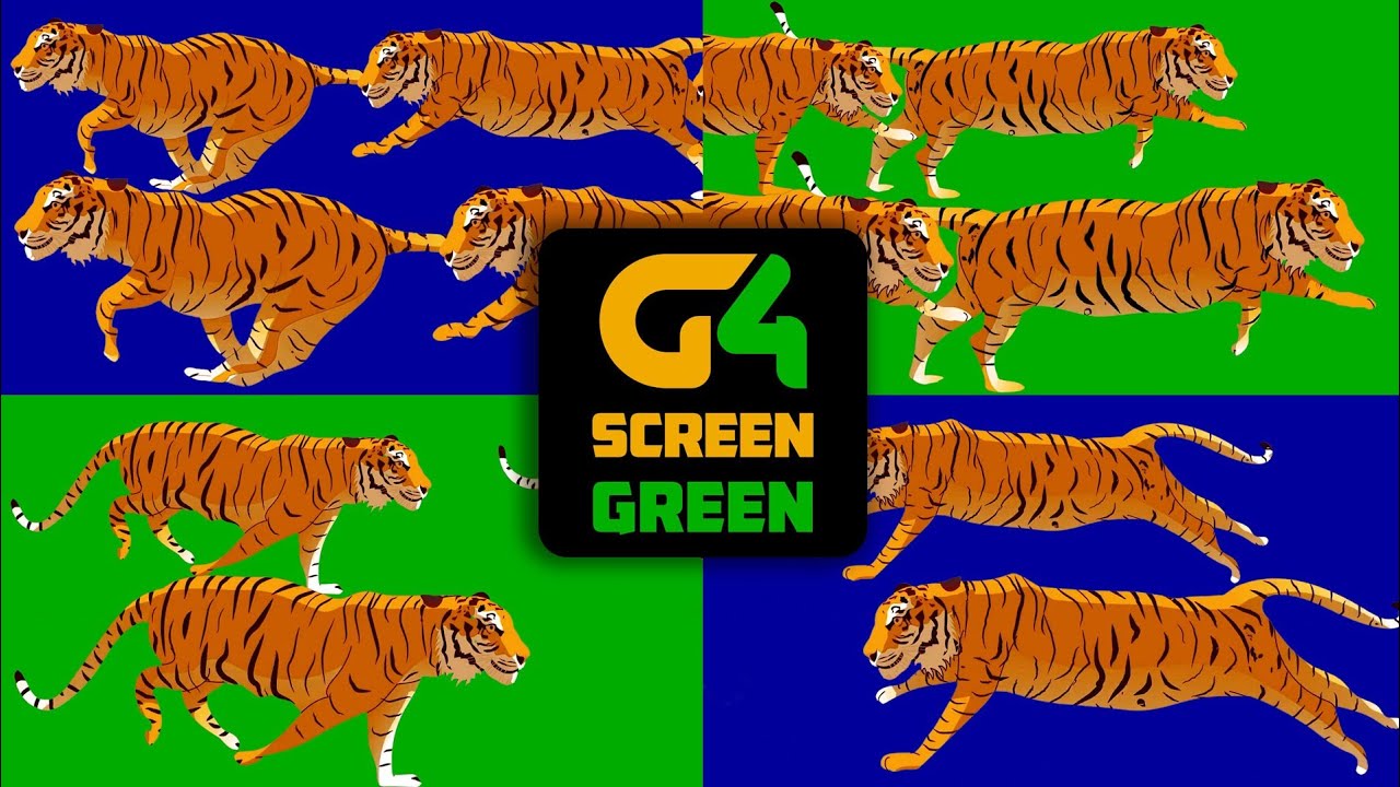 Cartoon Tiger Green Screen | Wild Tiger Stampede Green Screen | Cartoon ...