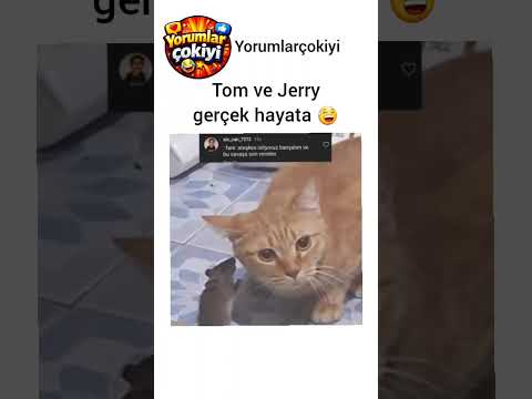 Tom ve Jerry gerçek hayata 😅 #komik #komikvideolar #shorts