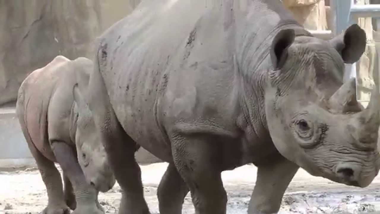 Young Rhinoceros with parent at Lincoln Park Zoo - YouTube