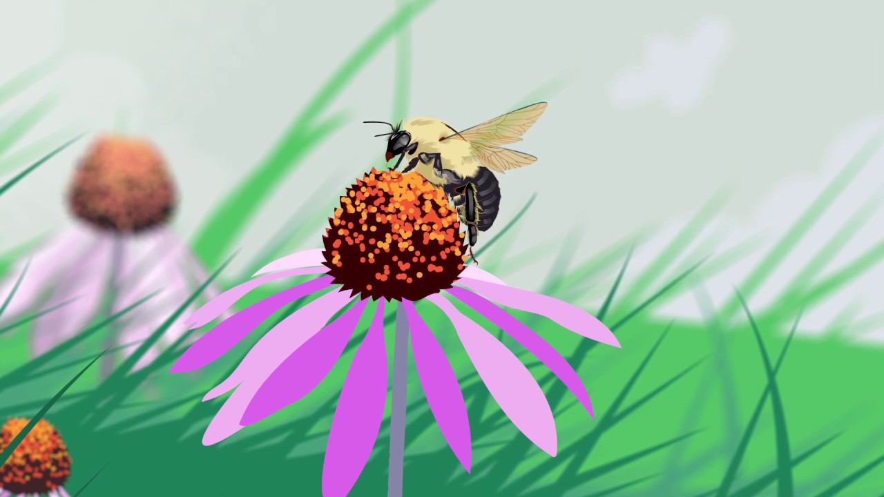 Animated Bees On Flowers