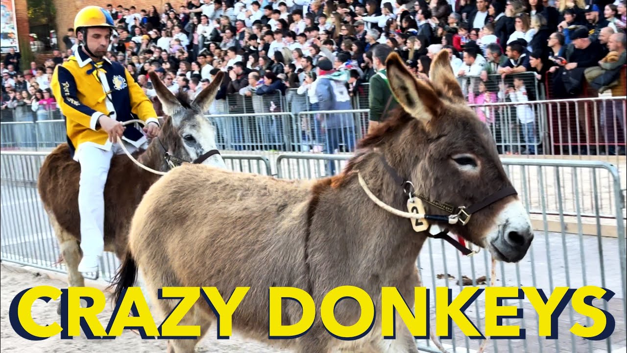 Donkey Race - Highlights | Tuscany - Italy - YouTube