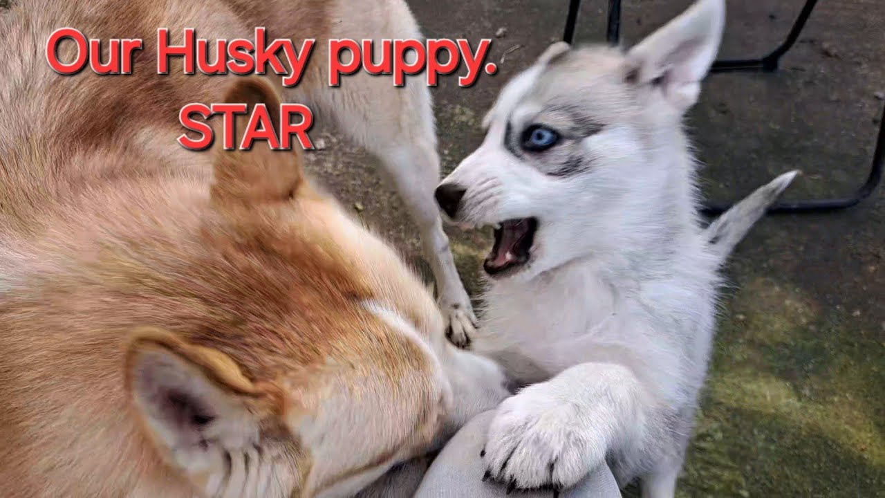 Husky puppy playing with fully grown Husky. One month in and star is ...