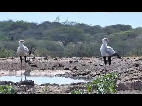 Secretary birds at Ol Donyo - africam.com - YouTube