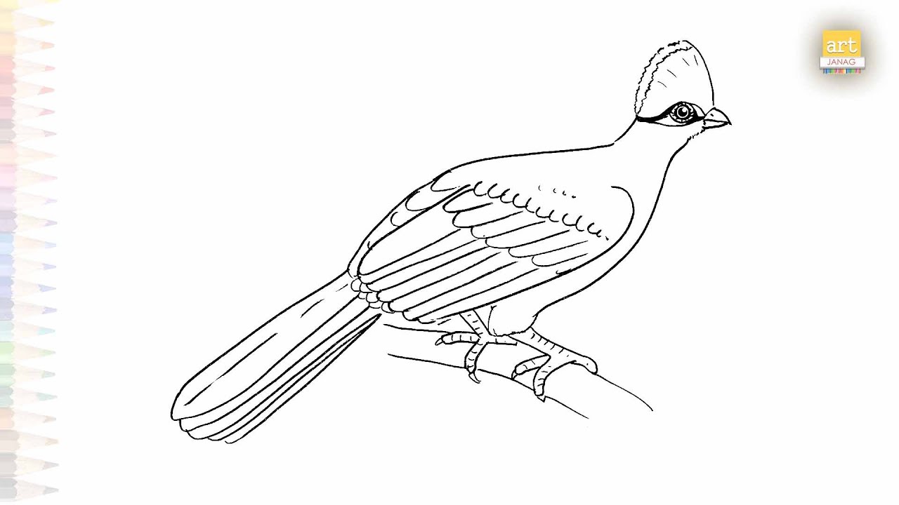 Guinea turaco drawing easy | Outline sketches | How to draw Green ...