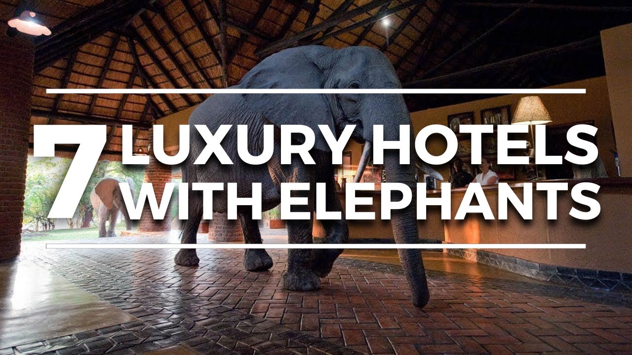 7 Best Hotels With Elephants (WILD LUXURY) - YouTube