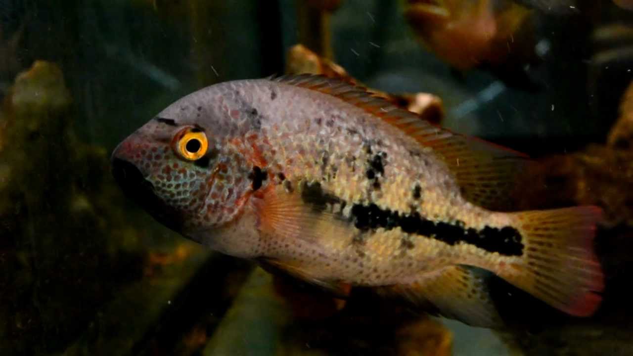 Vieja Hartwegi Cichlid(Update) - YouTube