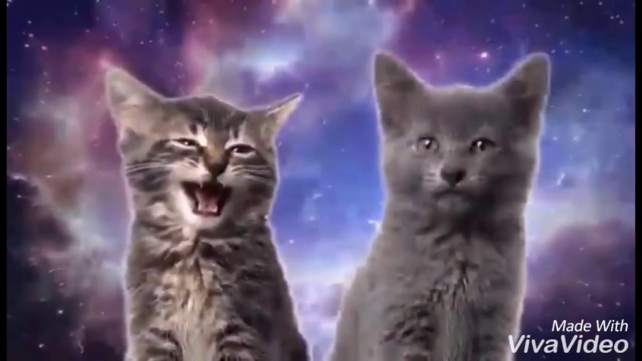 Cat Song - YouTube