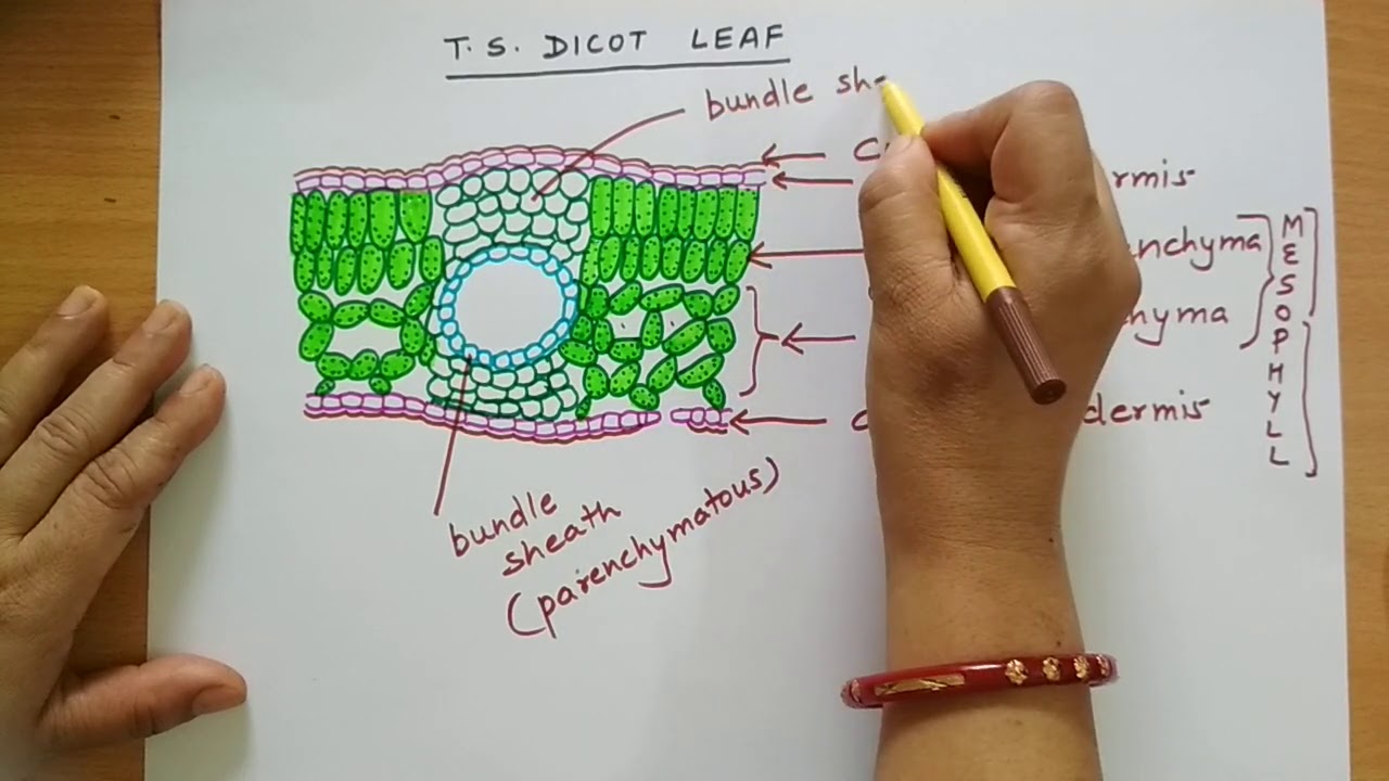 anatomydicotleaf vsdorsiventralleaf Anatomy Of A Dicot Leaf anatomydicotleaf-vsdorsiventralleaf-anatomy-of-a-dicot-leaf