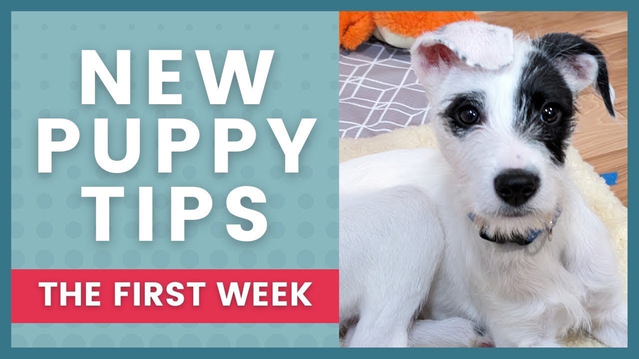 First Puppy Tips: Essential Tricks for a Happy, Healthy Pup ...