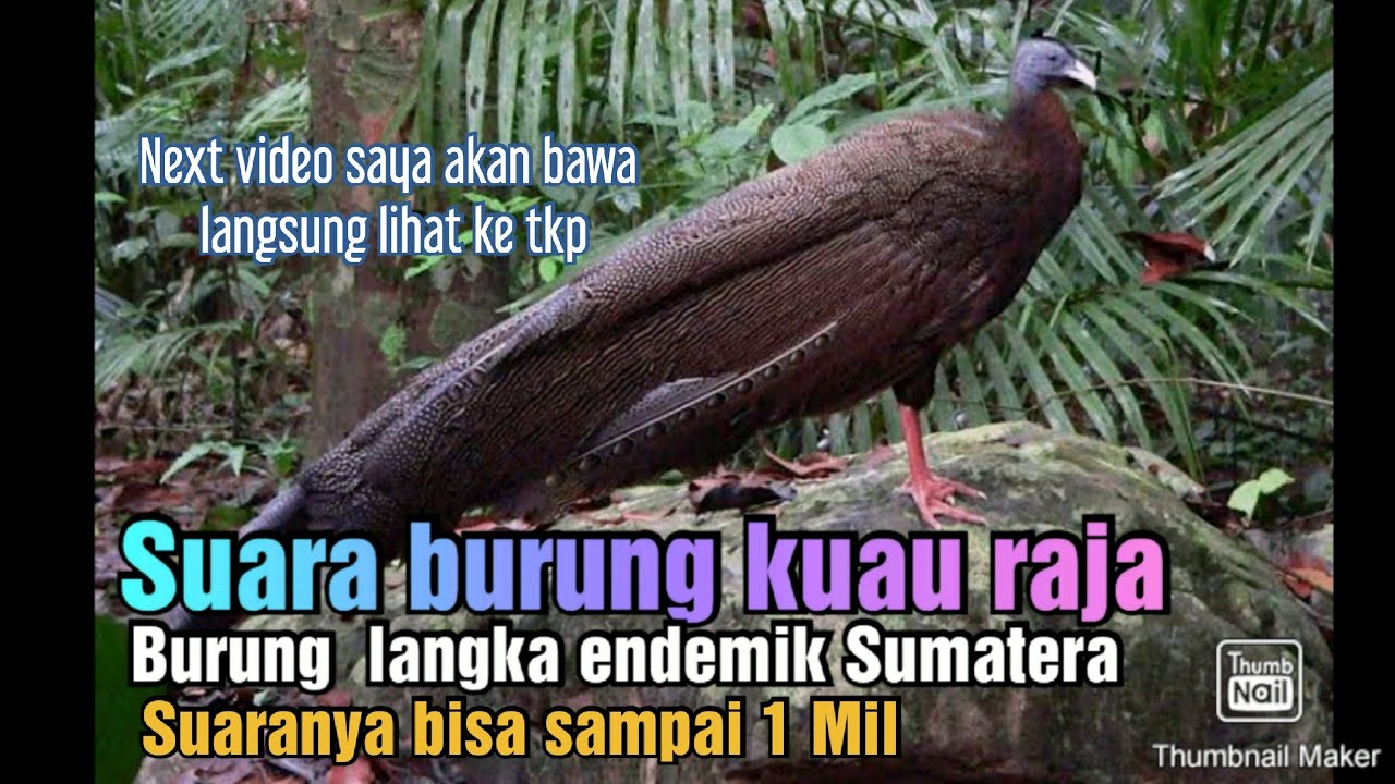 SUARA BURUNG KUAU RAJA - YouTube