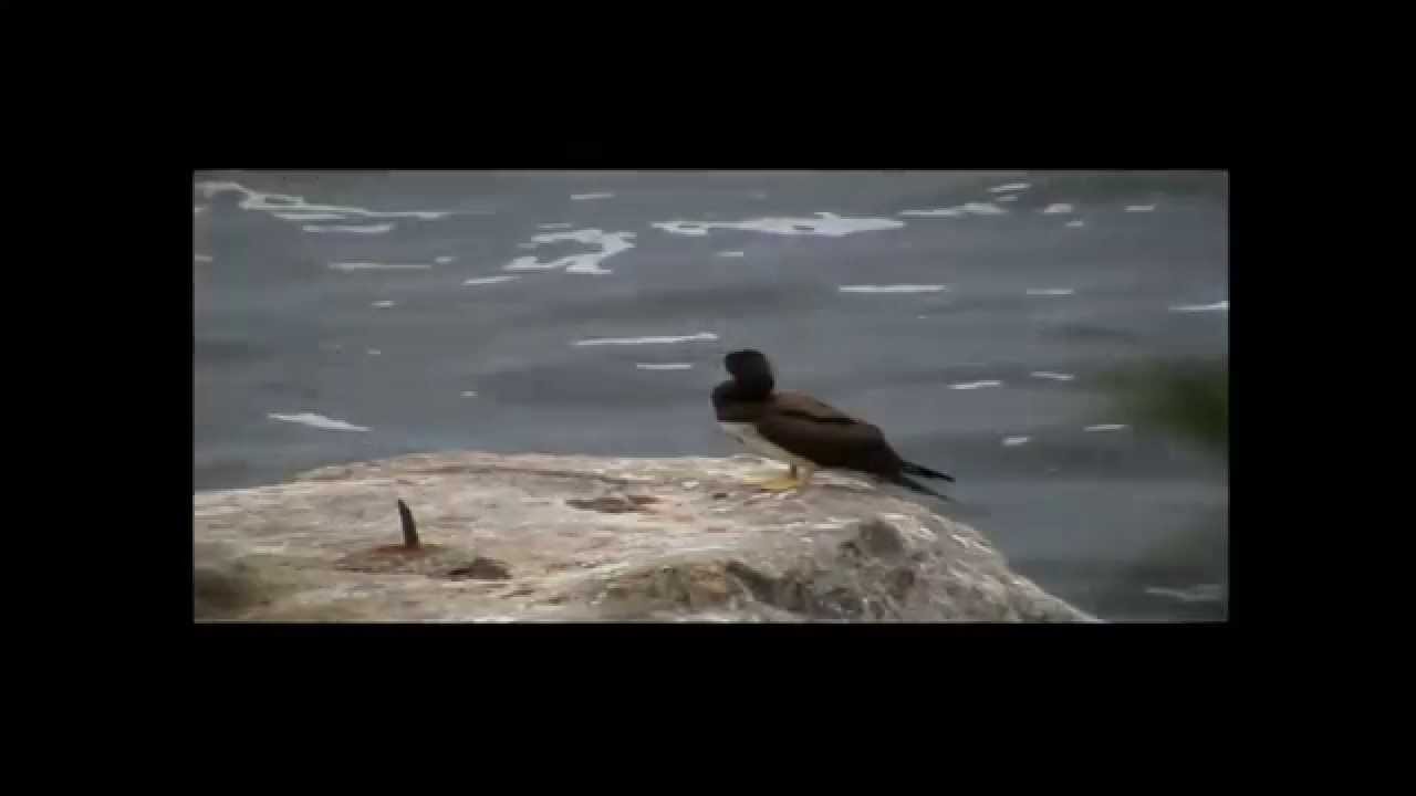 SULA LEUCOGASTER (Atobà pardo) - YouTube