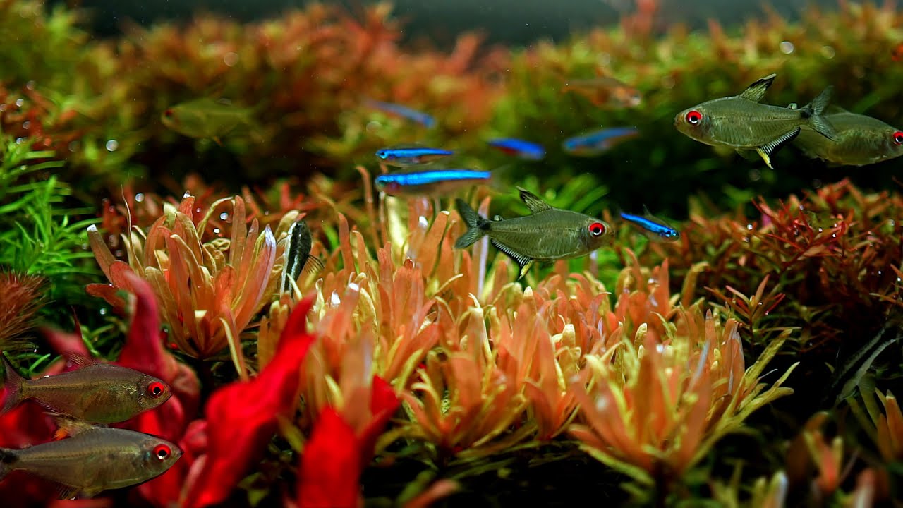 Life In Planted Aquarium - Dutch Aquascape - YouTube