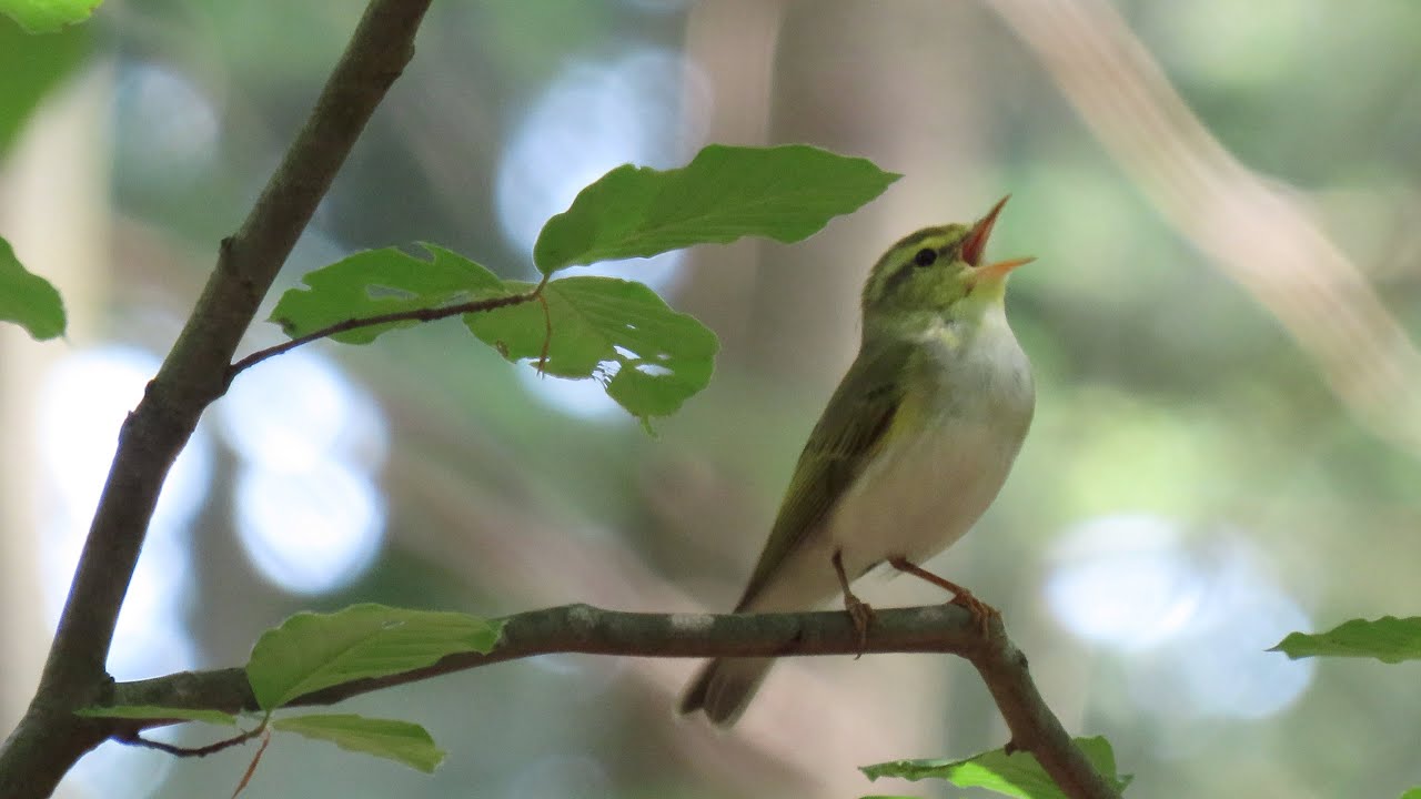 Fluiter (Phylloscopus sibilatrix) zingt en poetst goed zichtbaar - YouTube