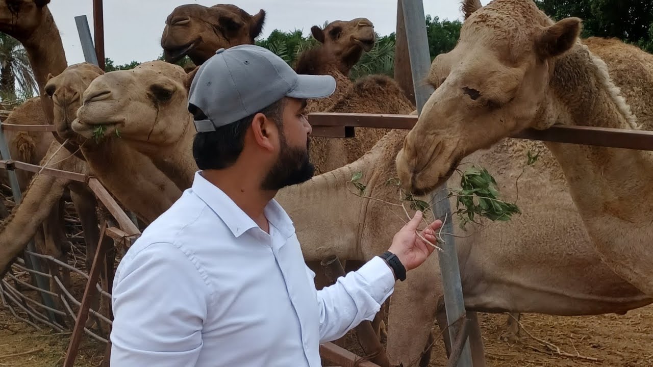 Animal Farm to visit #kuwait #zoo #farm - YouTube