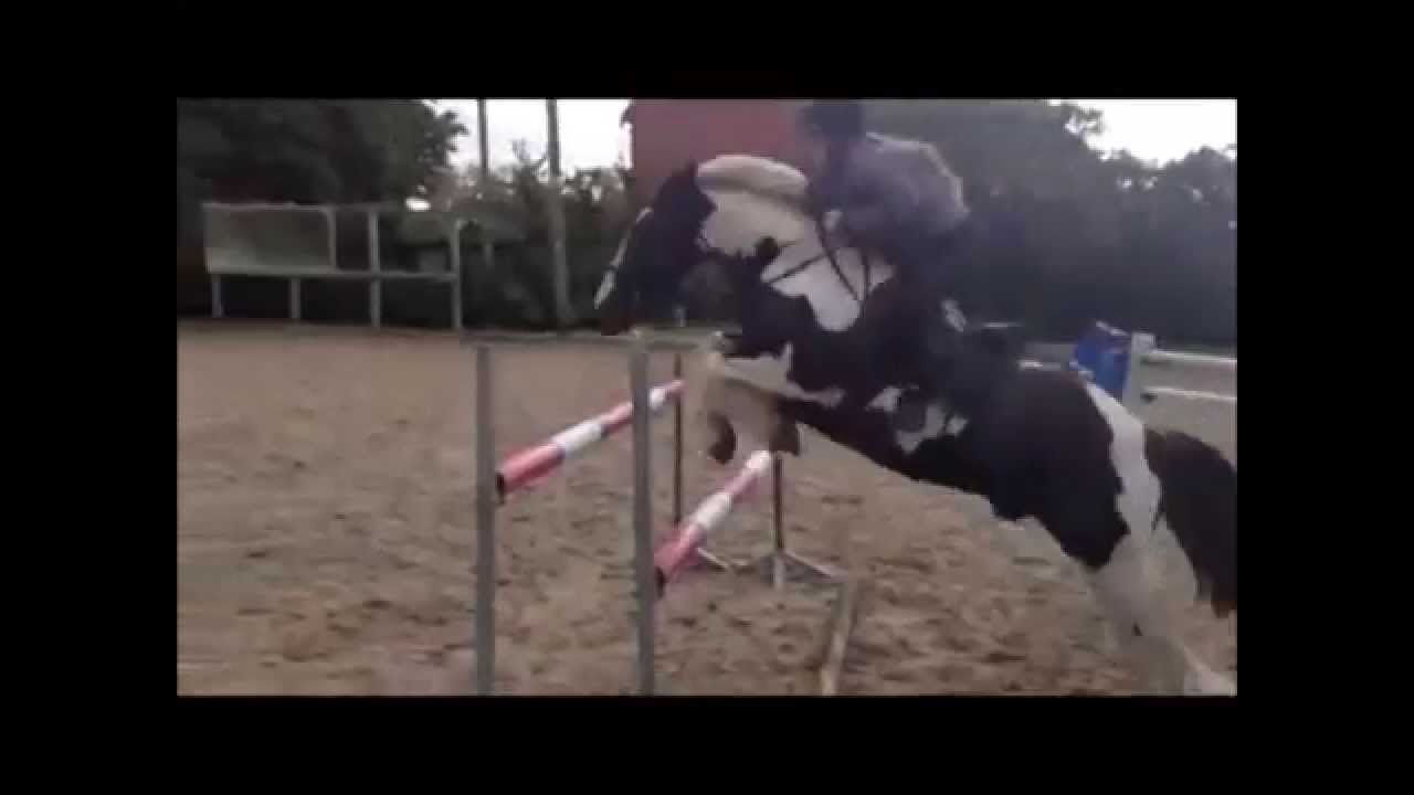 13hh Cob Jumping 1.20m - YouTube