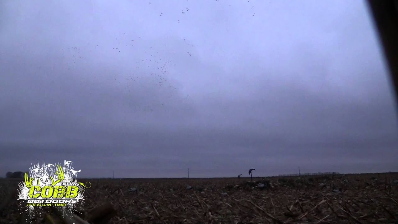 Mallards Working Cut Corn Field in North Dakota - YouTube
