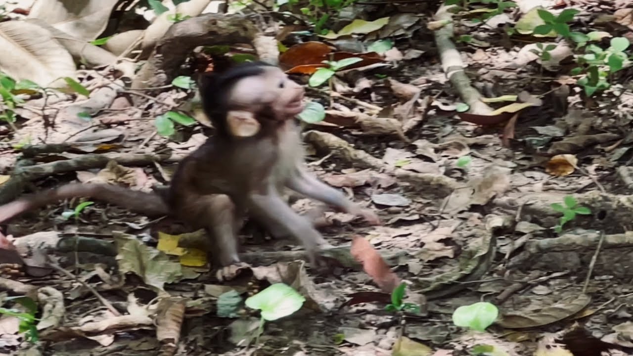 Incredible Sense Screaming Seriously Baby Scared Older Monkey - YouTube