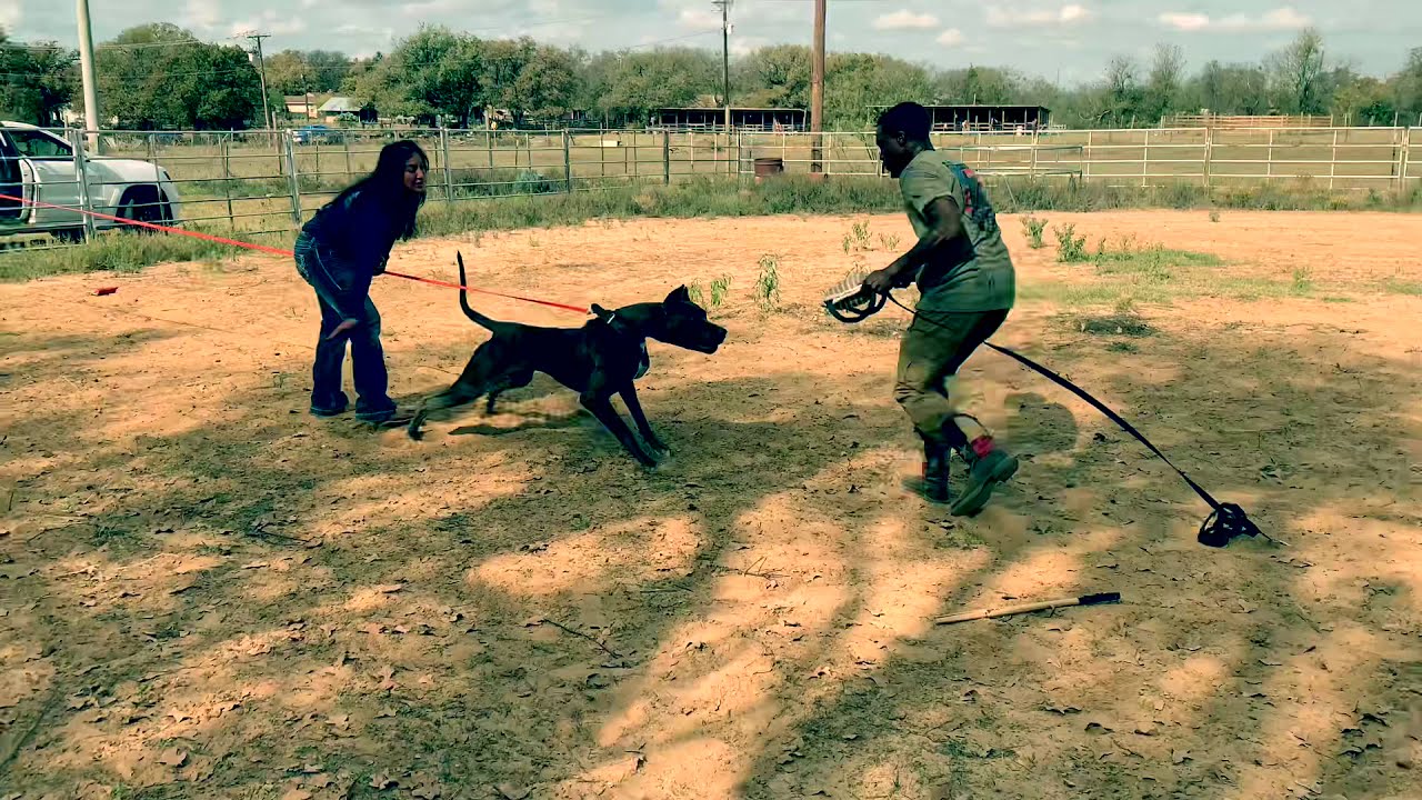 Working Great Dane - YouTube