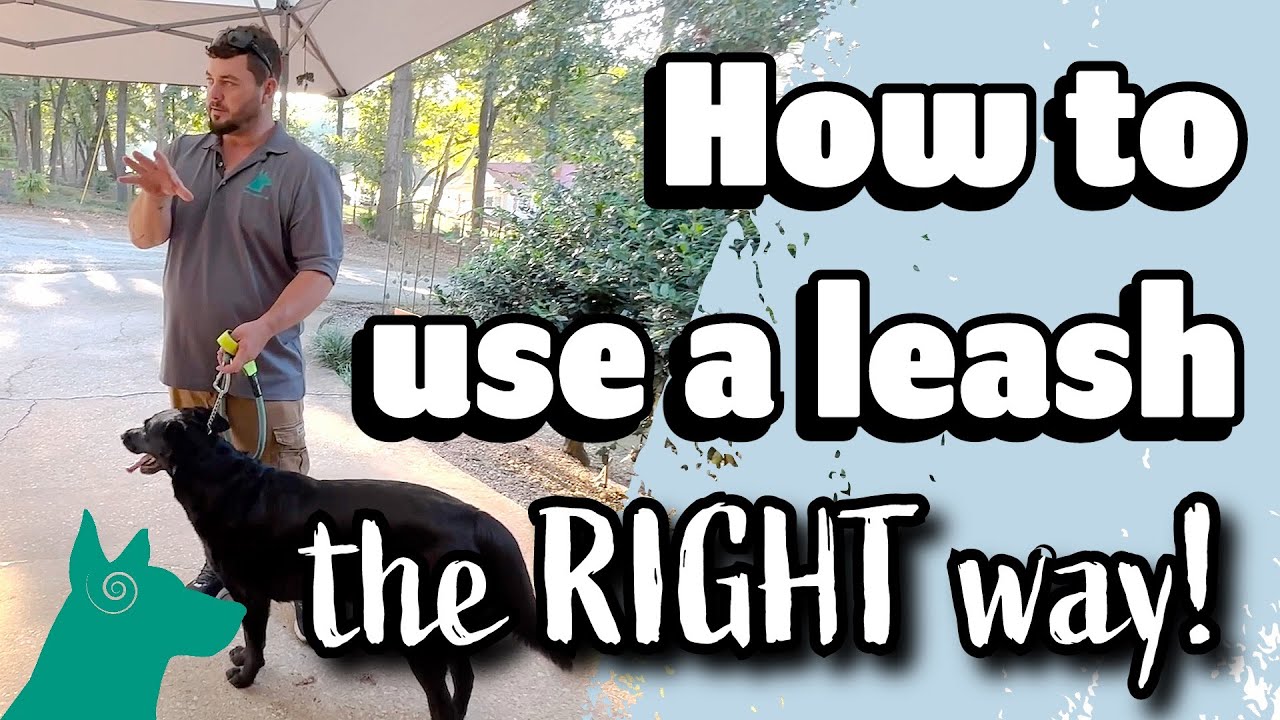 How to use a leash the RIGHT way! - YouTube