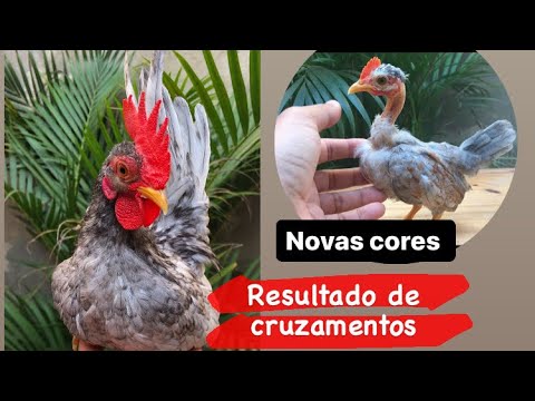 Mostrando todos os franguinhos machos da criação | Mini Garnizé - YouTube