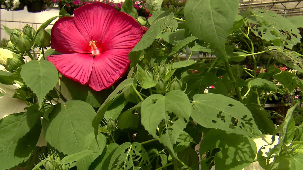 How to control mallow sawfly - YouTube