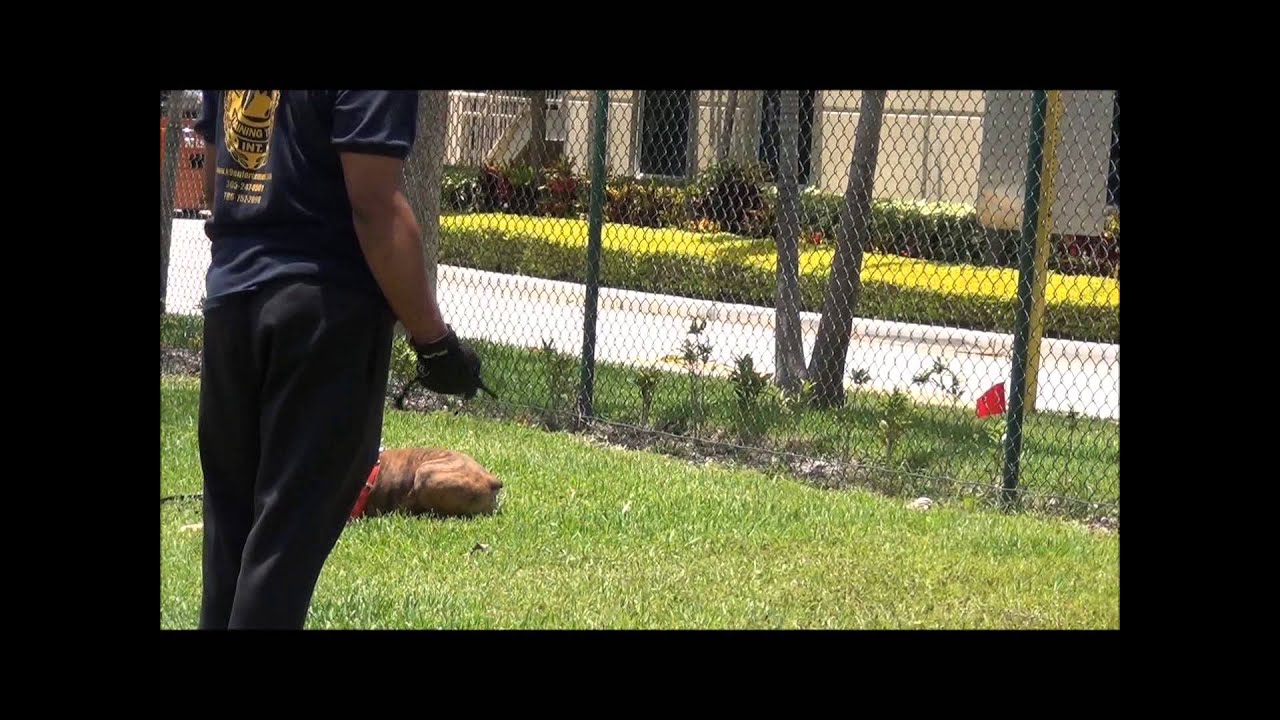 Family Protection Dog "TIGER" a Boxer, K9 Enforcement Academy - YouTube