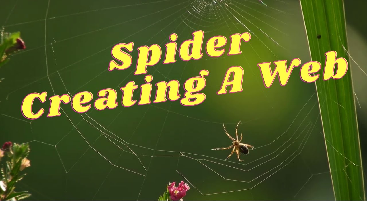 Spider Web Making - YouTube