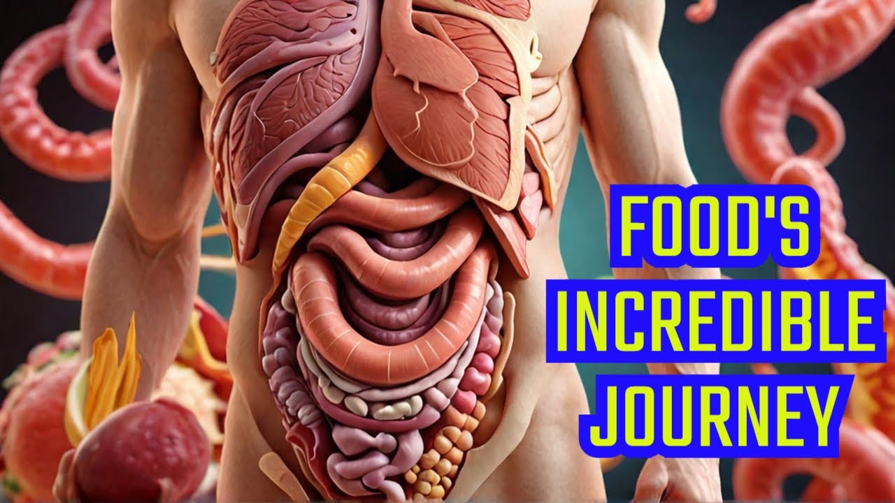 What Happens To Food After You Eat It? Human digestive system - YouTube