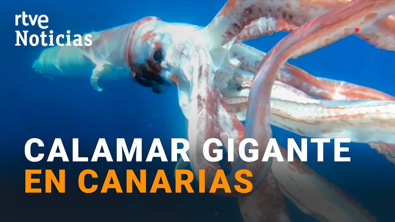 HALLAN un CALAMAR GIGANTE de casi 3 METROS y 200 KG en aguas de ...