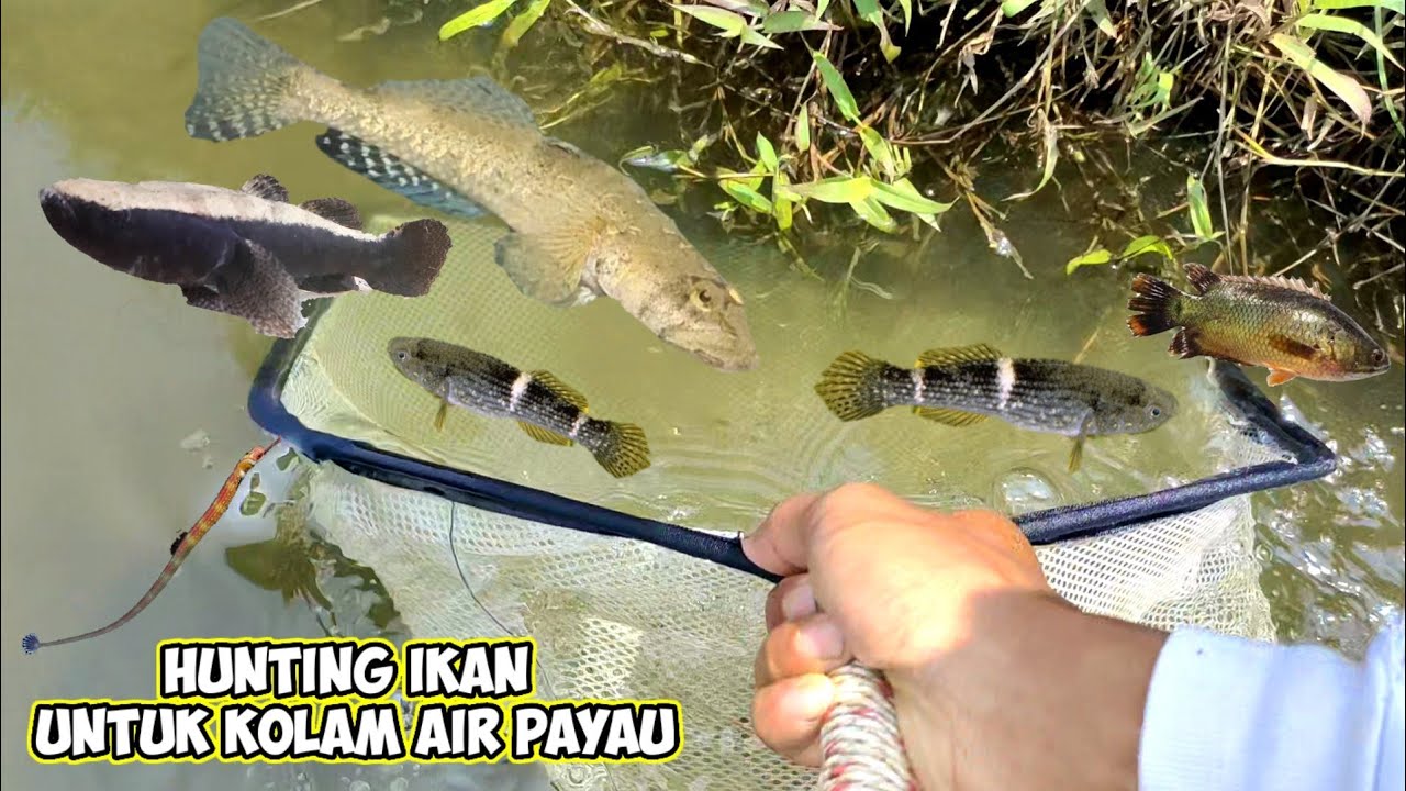 BERBURU IKAN IKAN AIR PAYAU UNTUK KOLAM AIR PAYau - YouTube