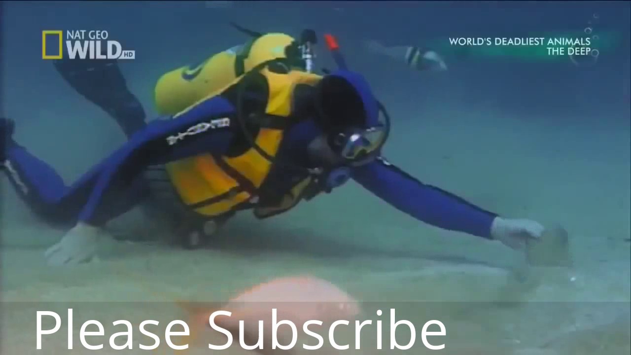 MOST AMAZING SEA ANIMAL DOCUMENTARY - YouTube