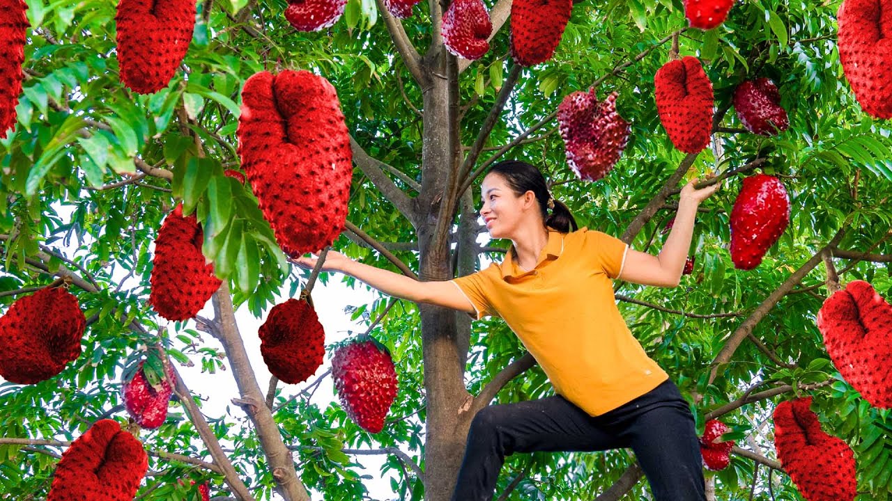 Harvesting Giant Red Soursop Fruits goes to the market sell -Growing ...
