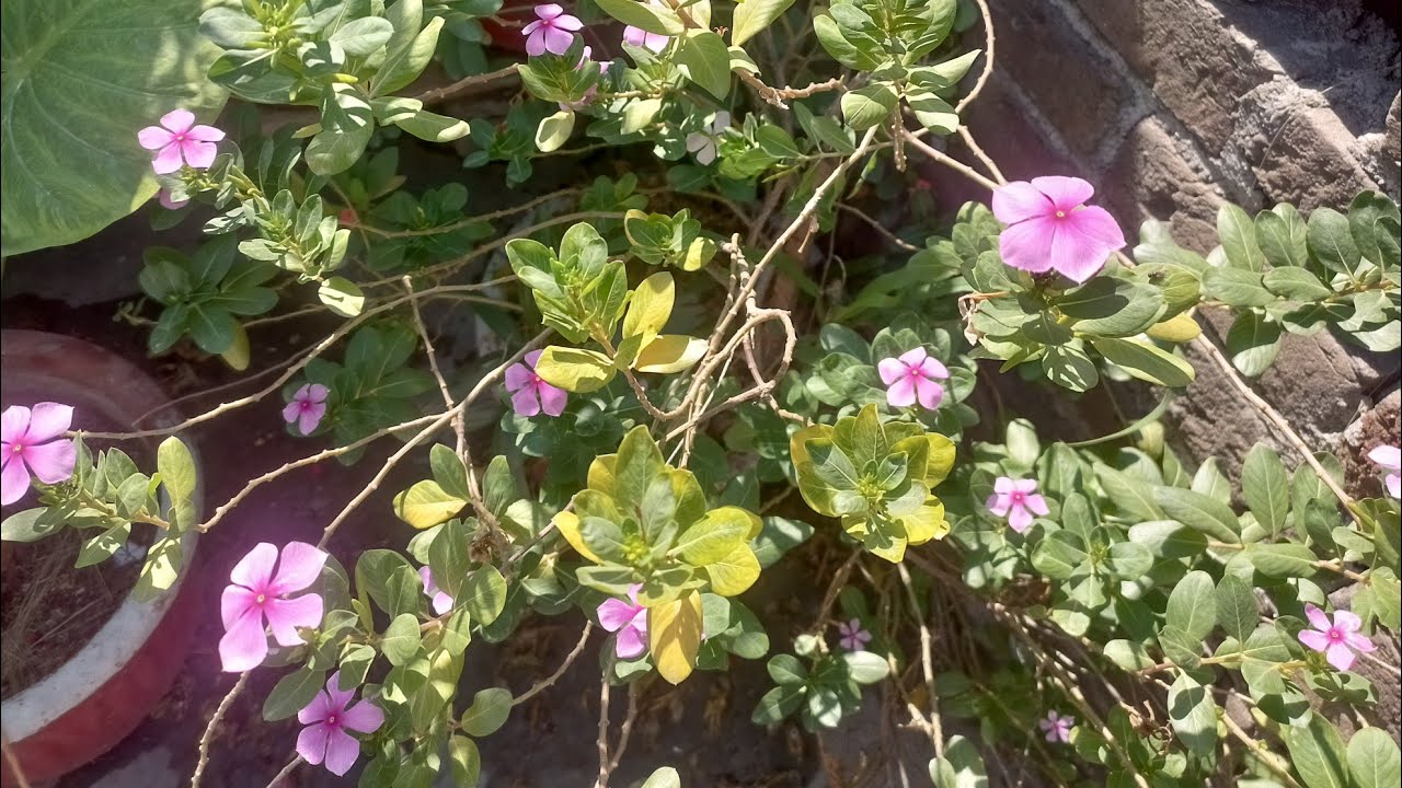 Peri winkle flower plant care and growth - YouTube