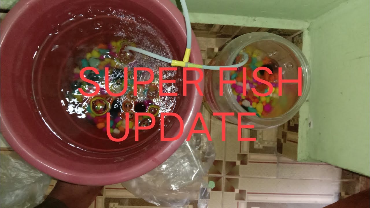 SUPER FISH UPDATES 🐟🐟👍👍 - YouTube