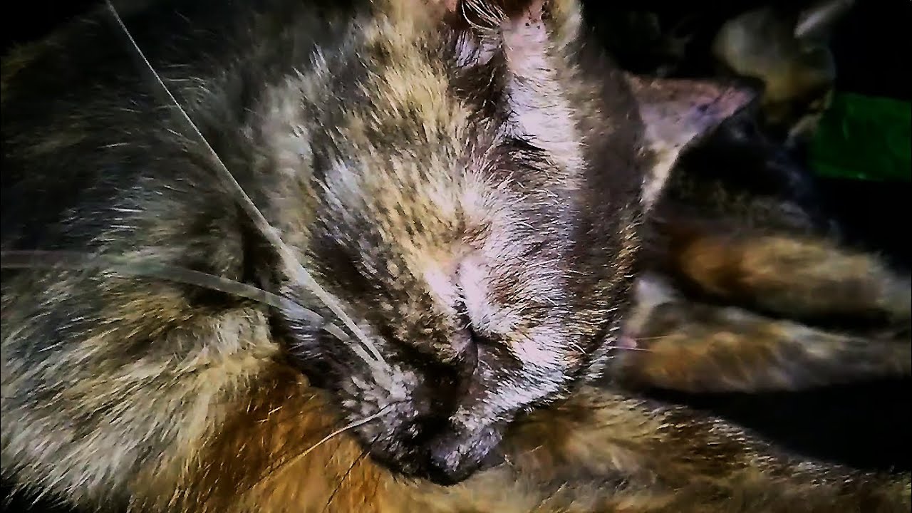 Kucing Tortie Membersihkan Bulu | Cat Cleaning Itself (Close Up) - YouTube
