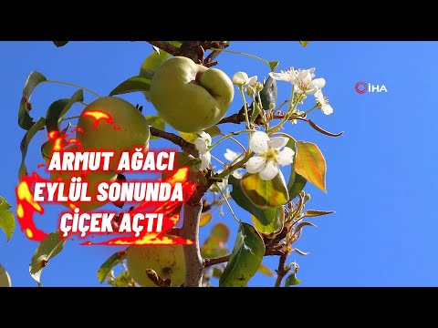 Sonbaharda baharı getiren armut ağacı görenleri şaşırtıyor