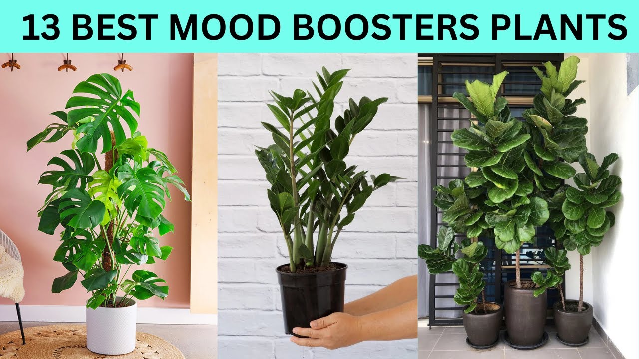 13 Best Indoor Plants for Improving Mood & Productivity | Boost Mood ...