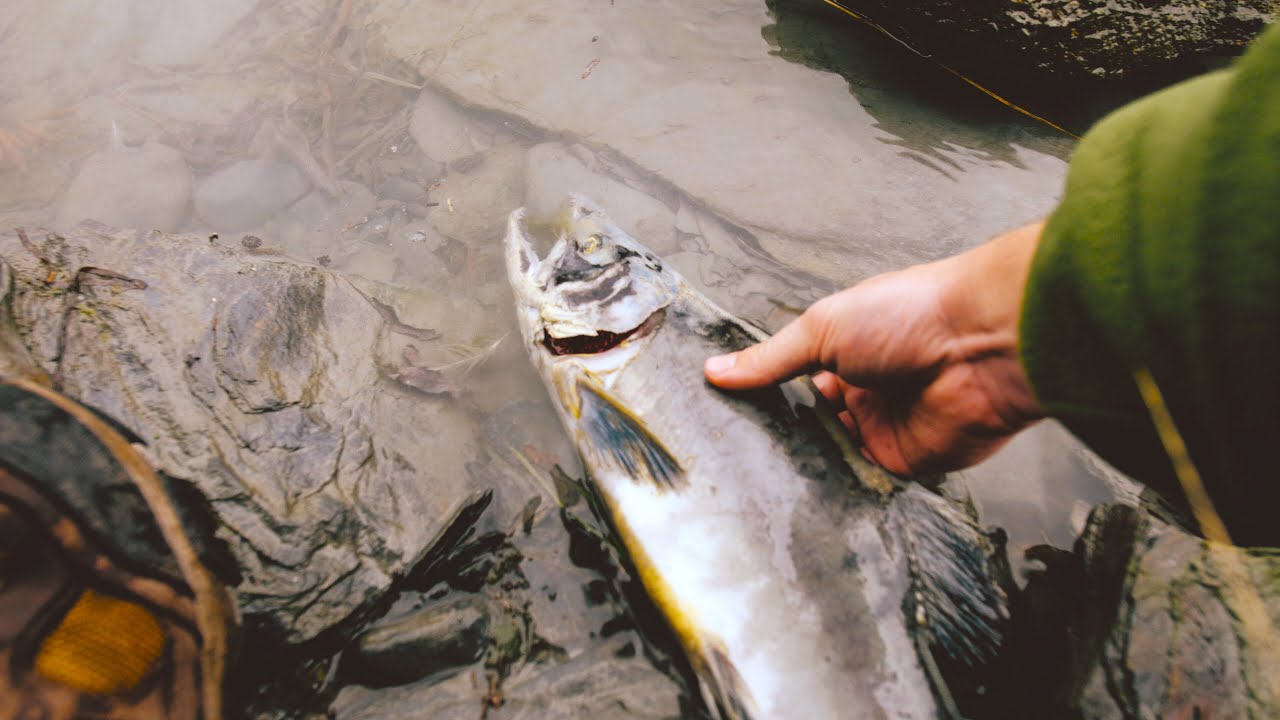 Saving a fish - YouTube