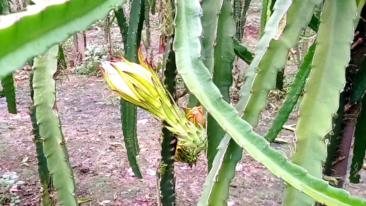 Dragon fruit।। Amazing modern dragon fruit farming video।। How to ...