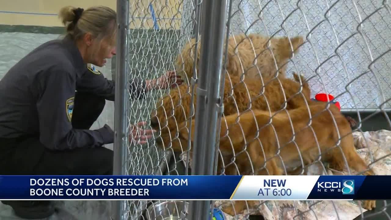 Dozens of dogs rescued from Boone County breeder - YouTube