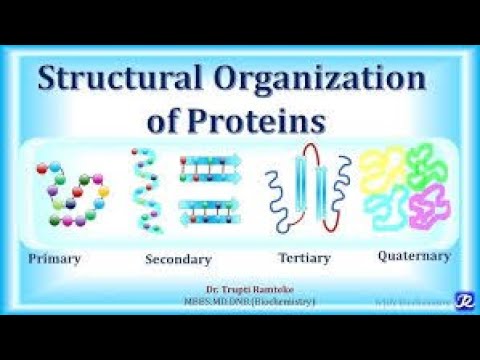 Protein | Four levels of protein Organization | shape of protein| Part ...