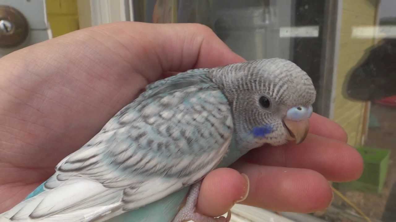 Sky Blue Opaline Spangled Budgie/Parakeet(Ke$ha) - YouTube
