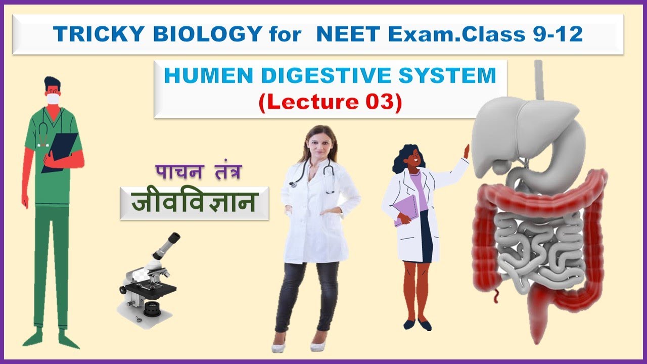 Digestive System Lecture 03 - YouTube