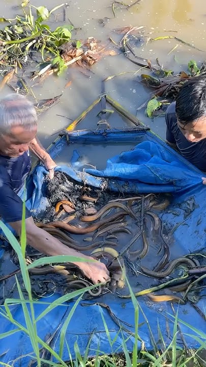 An unique eel trapping skills to catch a lot of big eel fish - YouTube