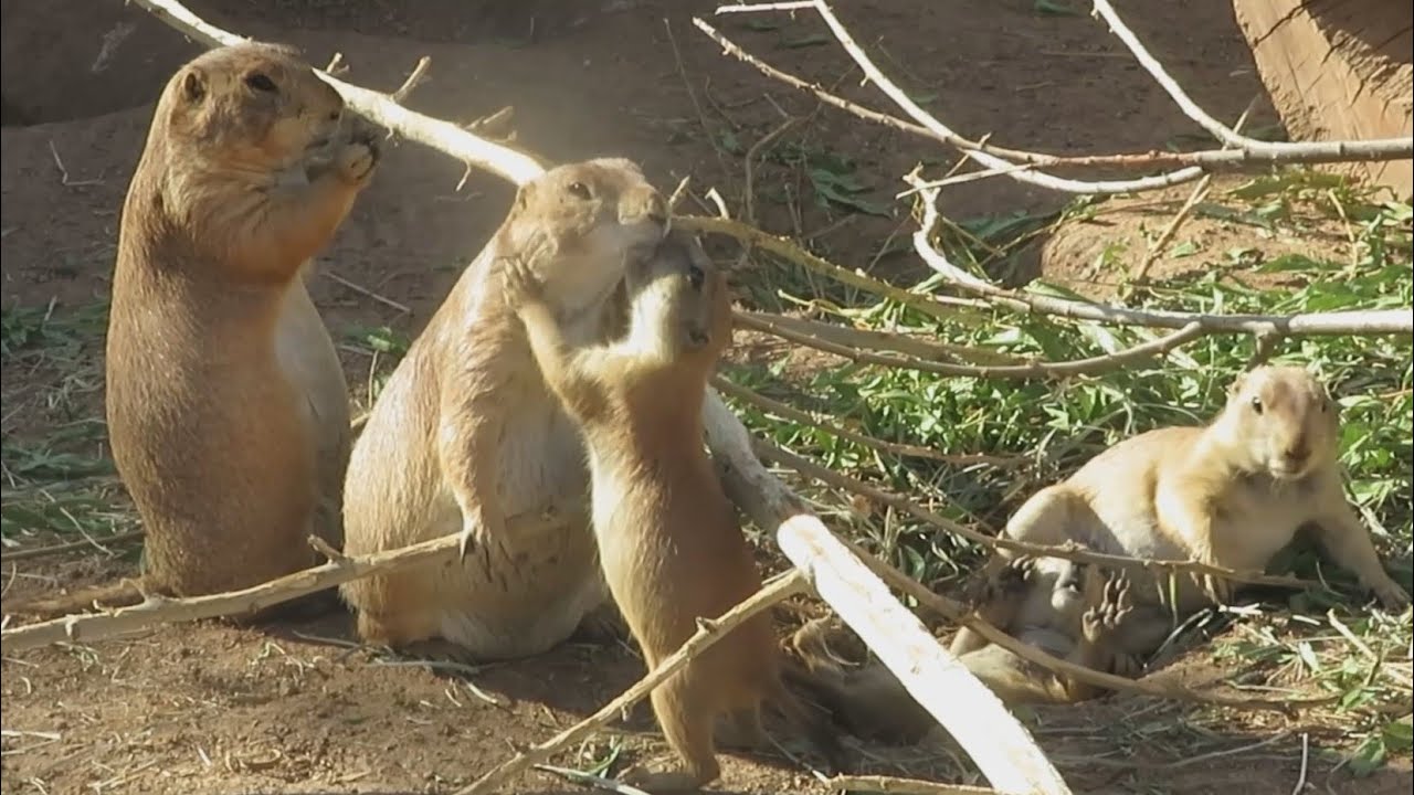 Playful Prairie Dogs At The Phoenix Zoo - YouTube
