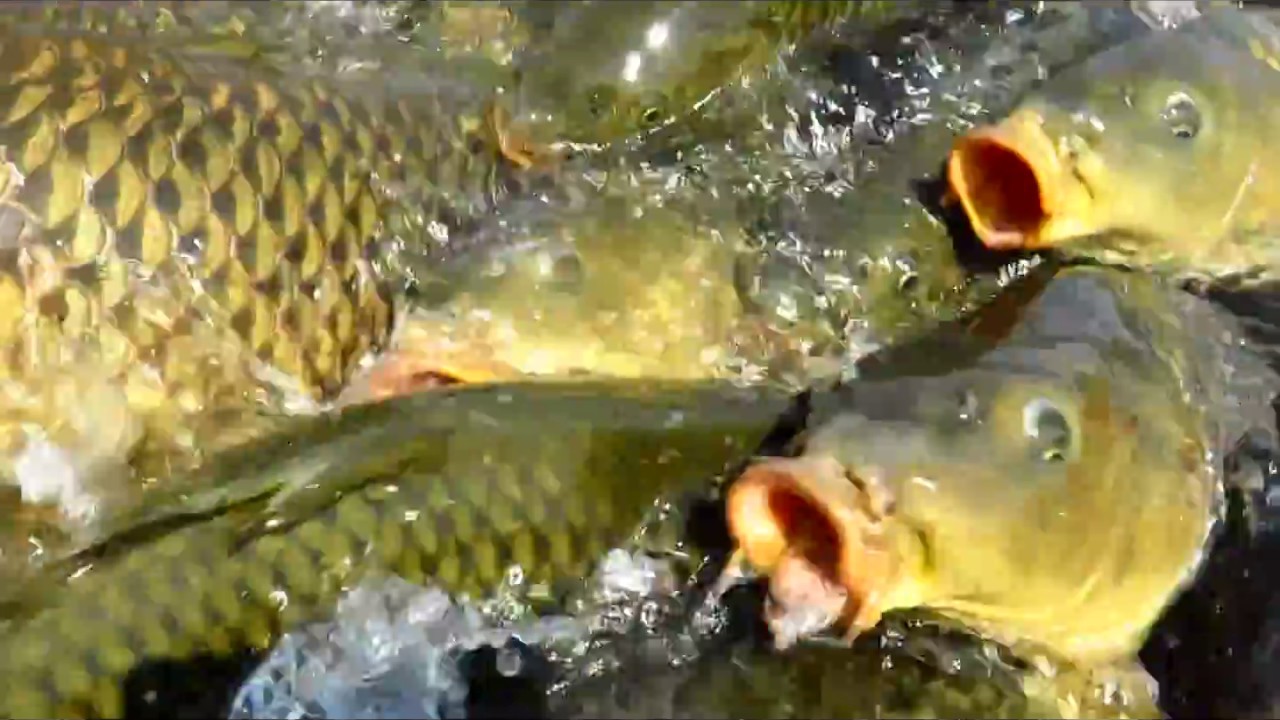 HOLY CARP! - YouTube