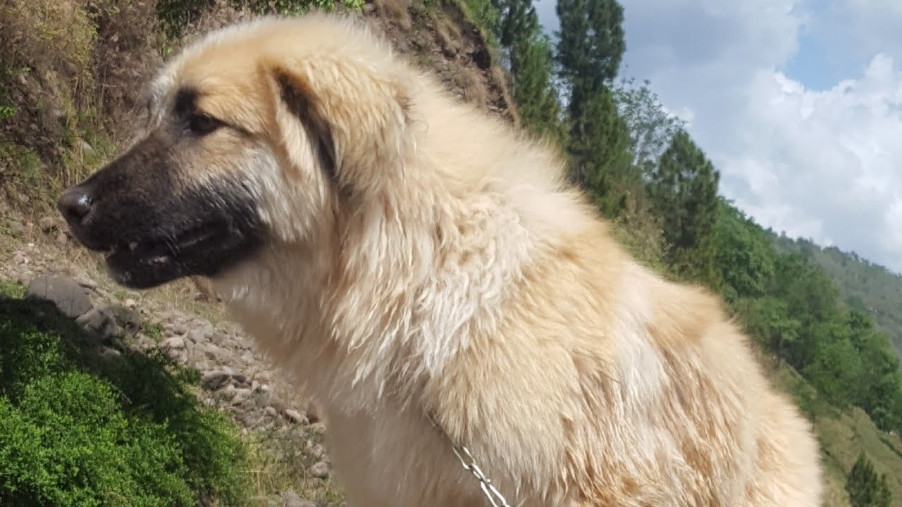 Bakarwal Dog The Best Guard Dog - YouTube