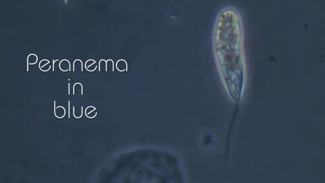 Peranema in blue II - YouTube